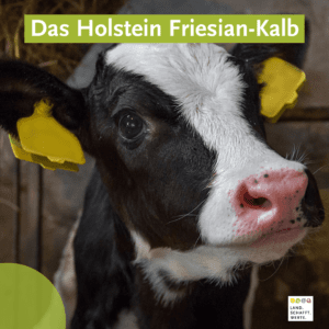 Kuh, Rind, Färse. Was hat es damit auf sich?