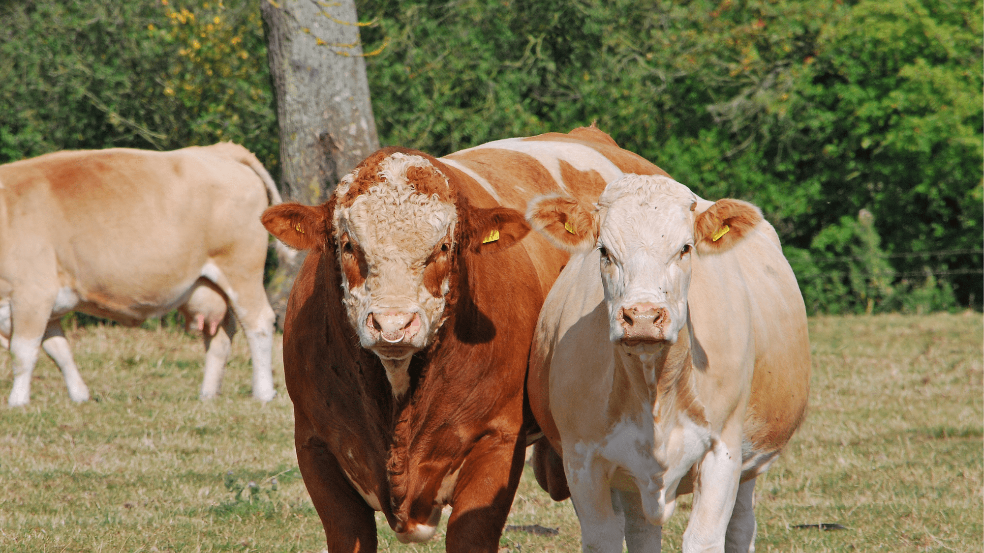 Kuh, Rind, Färse. Was hat es damit auf sich?